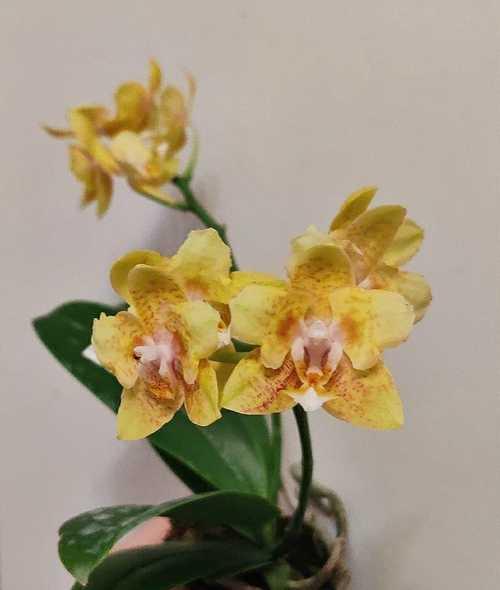 Орхидея Фаленопсис Younghome Golden Pixie