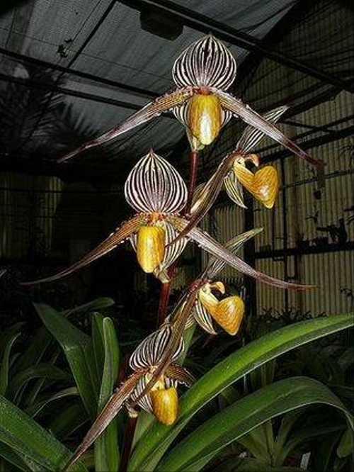 Орхидея башмачок Paphiopedilum Saint Swithin