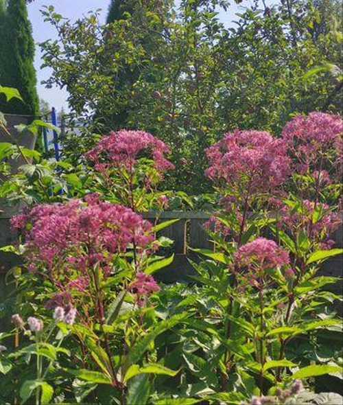 Посконник растение многолетнее цветет в конце лета