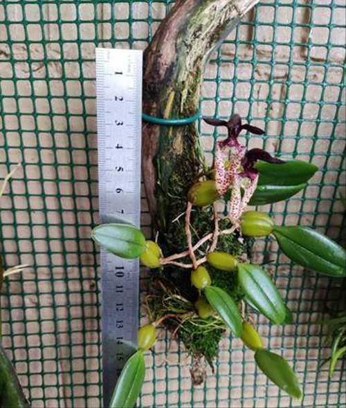 Орхидея миниатюрная Bulbophyllum lasiochilum