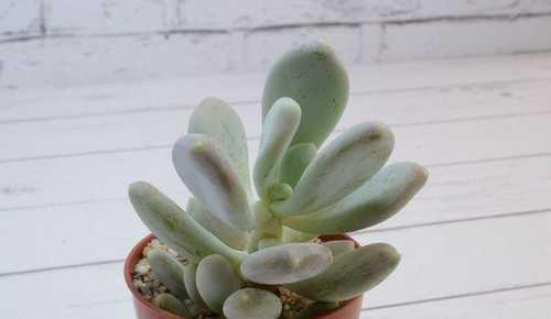 Pachyphytum sp. (Пахифитум) (SCT28777)