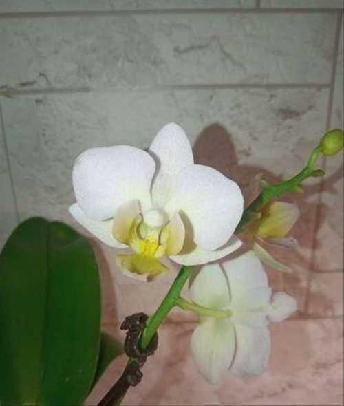 Орхидея фаленопсис мини Бургунди
