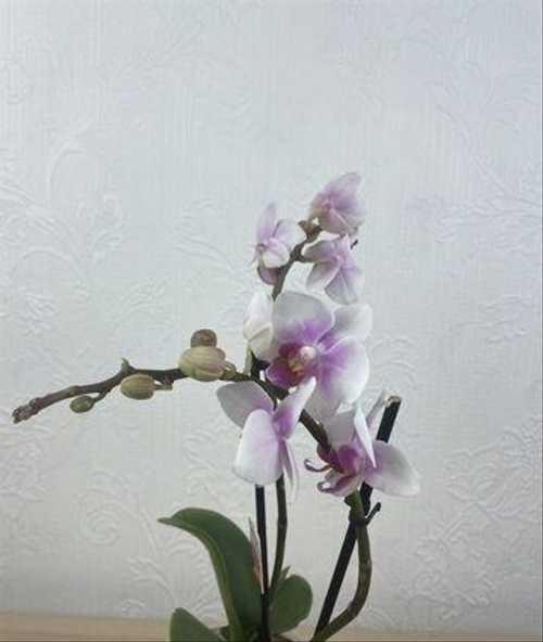 Орхидея фаленопсис / горшечные растения цветы