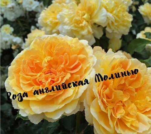 Роза английская Молинью