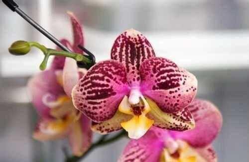 Орхидея Фаленопсис пиниф