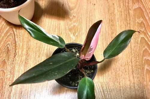 Филодендрон Пинк Принцесс (Philodendron pink princ