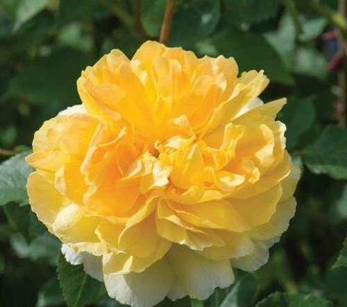 Английские кустовые розы Молинью (Molineux)