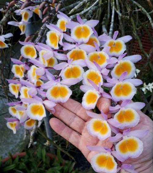 Орхидея Dendrobium primulinum v. laoticum
