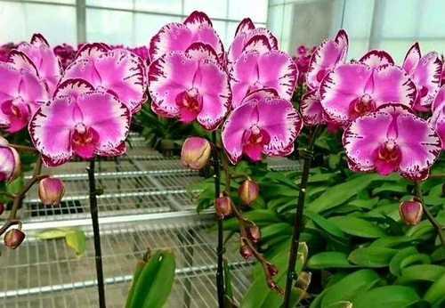 Орхидея фаленопсис Pearl Beauty(variegata)