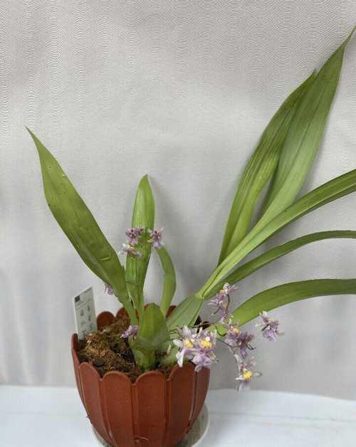 Орхидея, онцидиум твинкл