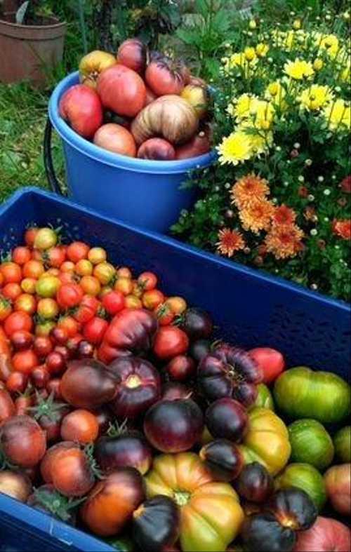 Семена редких и экзотических сортов томатов