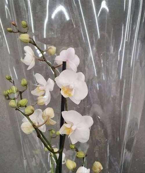 Орхидея фаленопсис Мультифлора 960170 белая