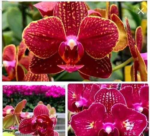 Орхидеи фаленопсис Черри Бом