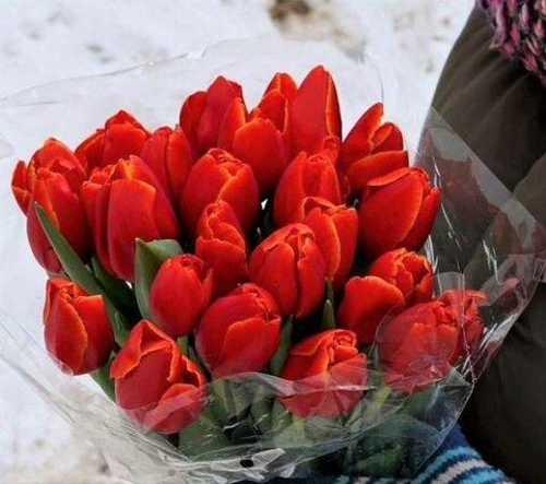 Сколько стоят тюльпаны в красноярске. Тюльпаны оптом. Объявление тюльпаны премиум класса. Тюльпаны оптом цена.