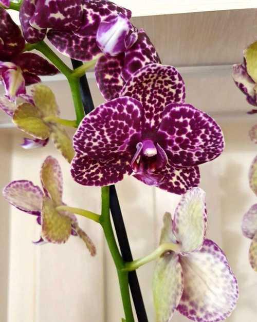 Орхидея фаленопсис Дикий Кот Whild Cat 94717