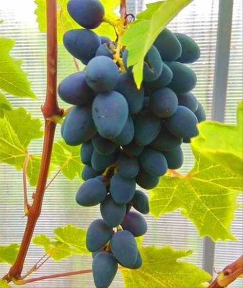 Черенки сортового винограда