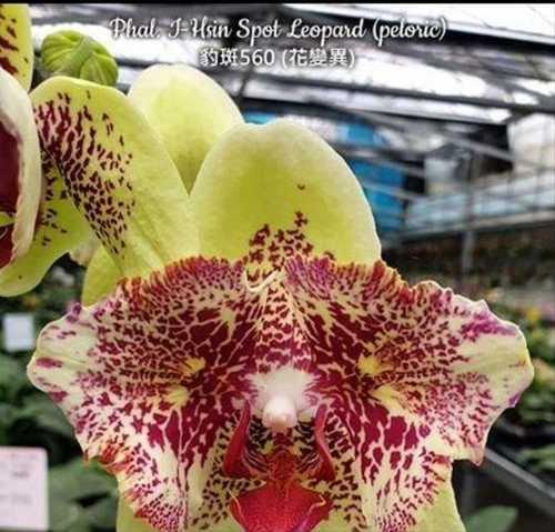 Орхидея Phal. I-Hsin Spot Leopard