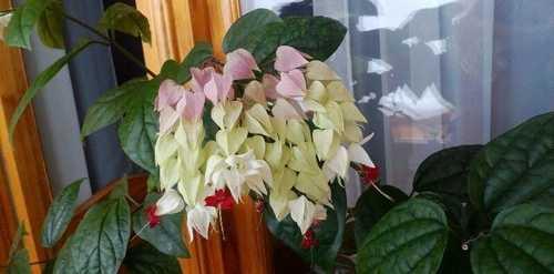 Клородендрум