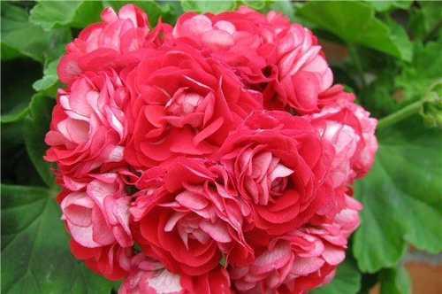 Pinks Ramblers Rosebud Пеларгония герань