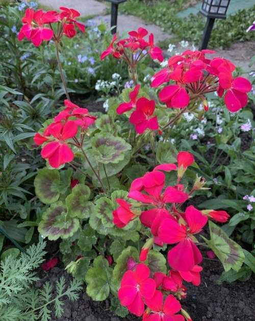 Герань, хосты, ирис