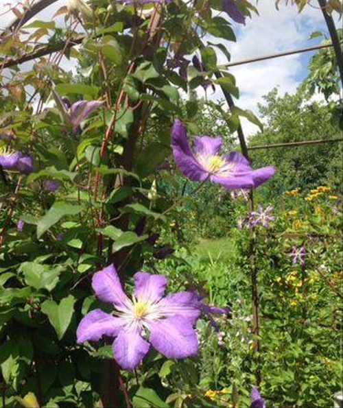 Клематисы и другие садовые кустарники