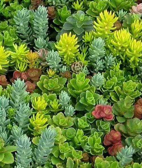 Очитки почвопокровные цветущие вечнозеленые