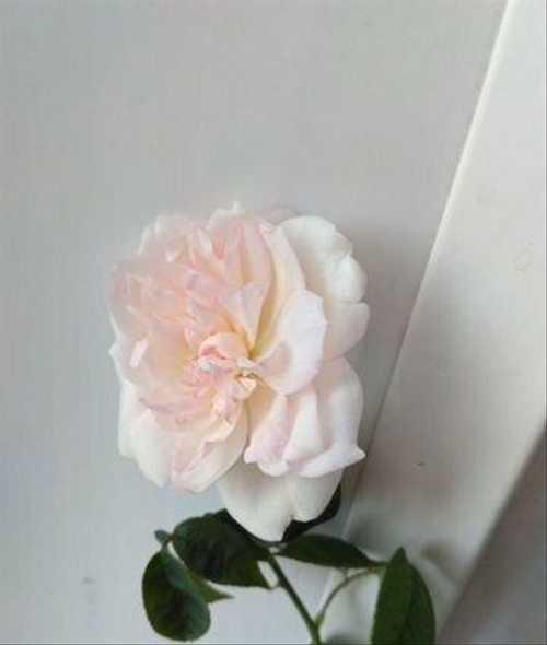 Роза бенгальская розовая с запахом миндаля