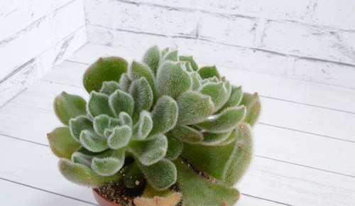 Echeveria Setosa (Эхеверия) (SCT28831)