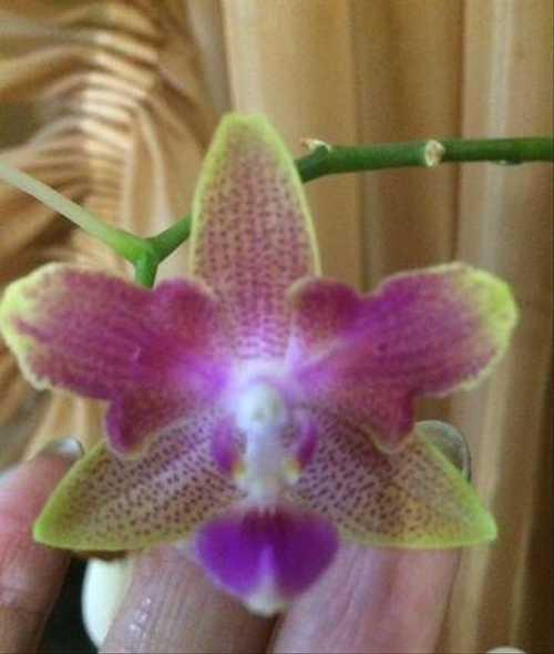 Орхидея "Miki Golden Sand 1365 peloric 2lips"