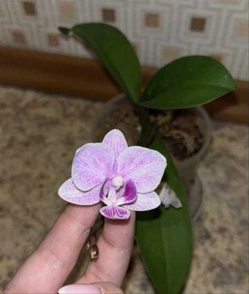 Отцветшая орхидея мини
