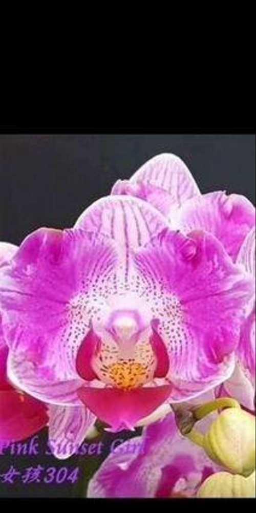 Орхидея бабочка Пинк Сансет Гёл