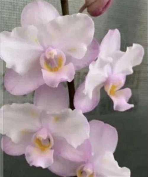 Орхидея Phal. Liu's Sakura 'KF' фаленопсис