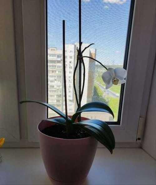 Орхидея фаленопсис белая цветёт