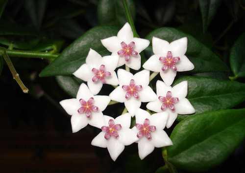 Хойя прекрасная (Hoya bella), укорененные черенки