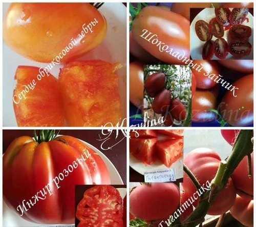 Семена томатов редких сортов