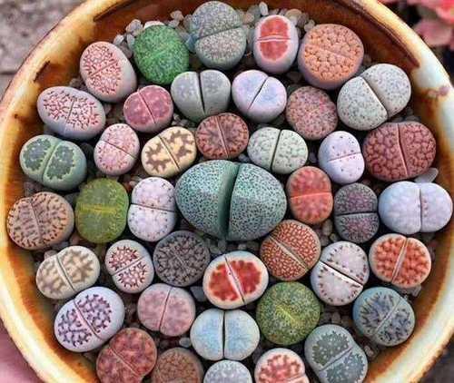 Литопсы, Lithops, разные семена