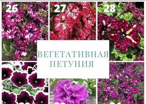 Ампельная петуния