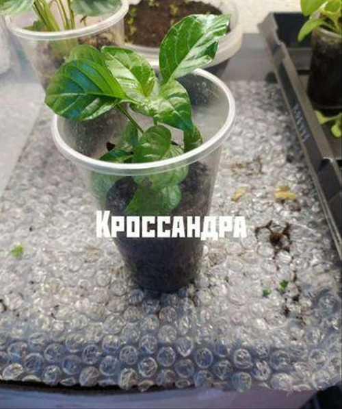 Кроссандра