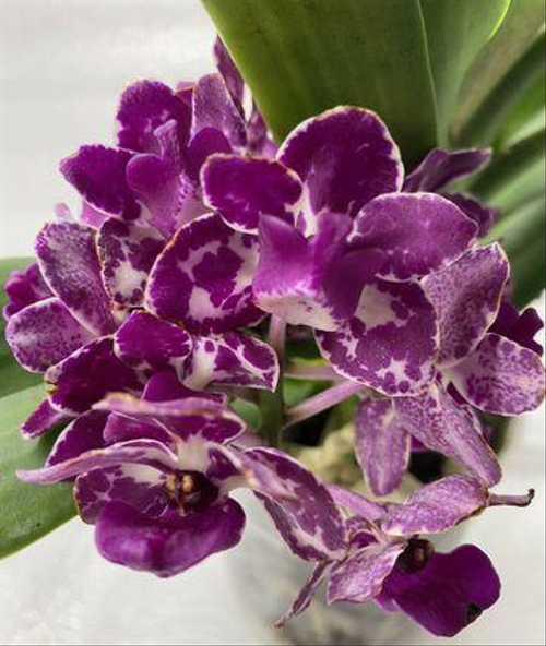 Rhynchostylis gigantea spot «Ароматник»