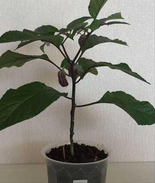 Острый перец Bhut Jolokia purple