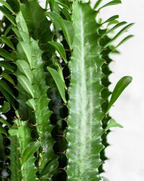 Эуфорбия (Euphorbia)