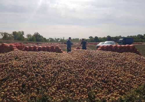 Лук для выгонки