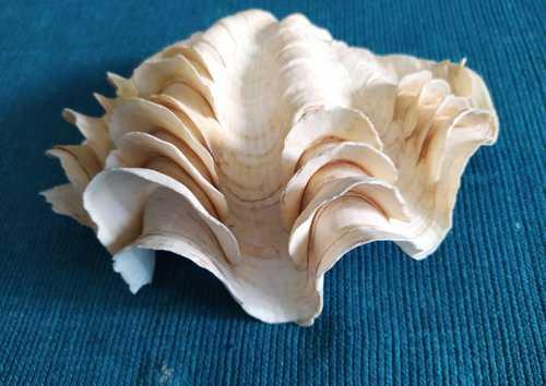 Тридакна морская раковина коллекционная 24 х 18 см