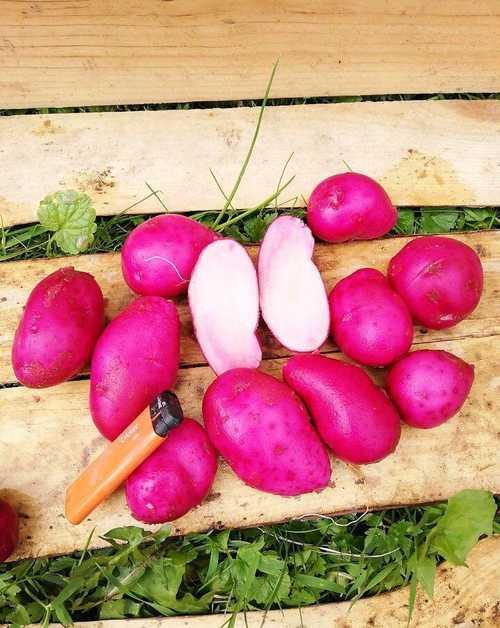 Картофель семенной розовый уникальный