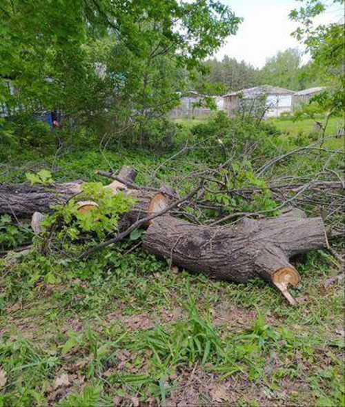 Ствол дуба на слэбы