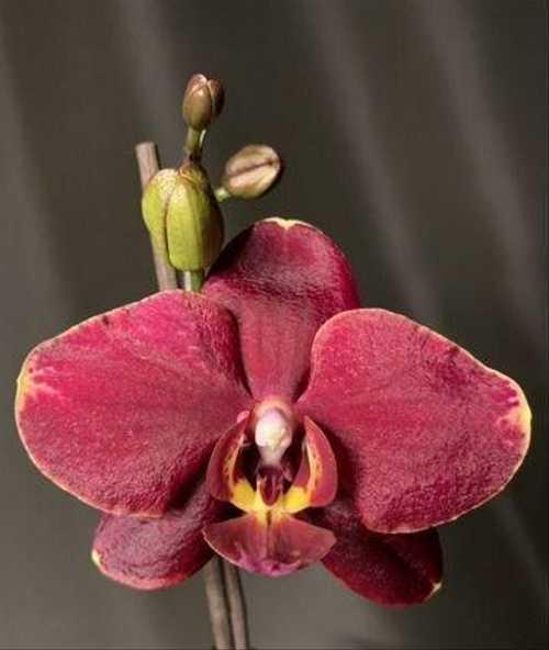 Орхидея фаленопсис Ola