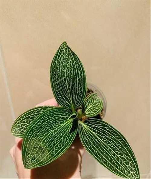 Лудизия Альба (драгоценая орхидея)