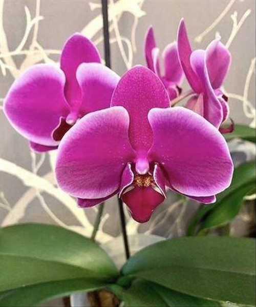 Орхидеи фаленопсис сортовые разные