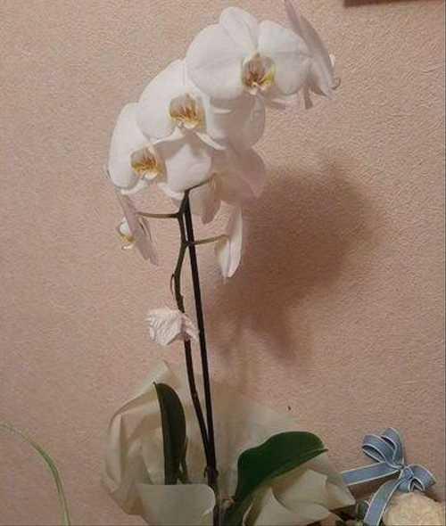 Орхидея белая цветущая