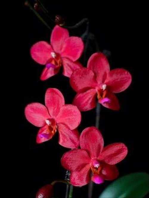 Орхидея взрослая Phal. Сокровище Будды 2.5" B55